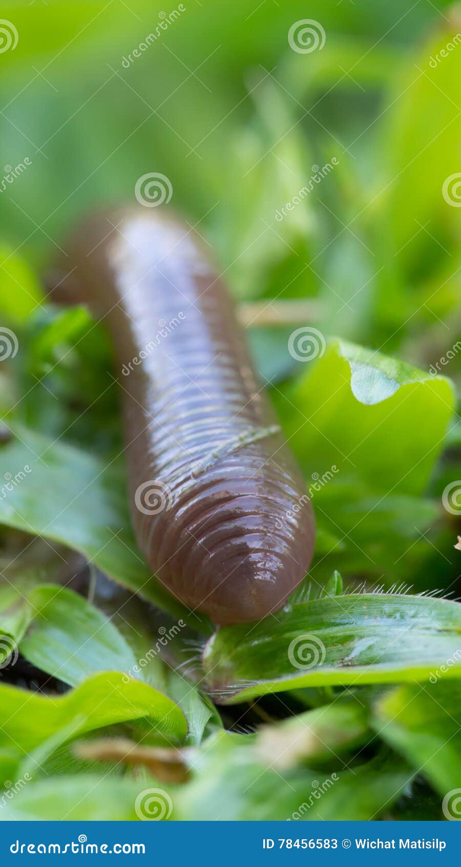 Earthworm Crawl stock image. Image of earthworm, invertebrate - 78456583