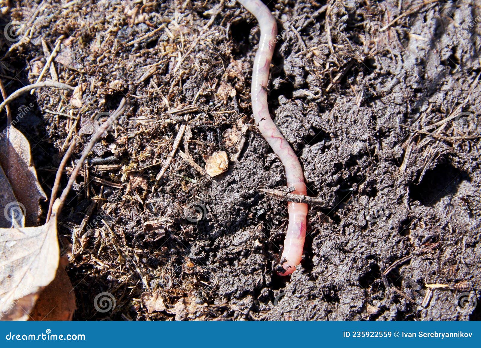 Earthworm Crawling on Damp Spring Ground Stock Image - Image of rough ...