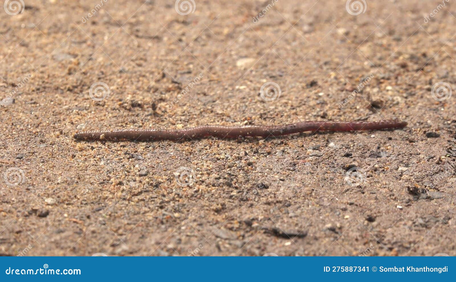 Earthworm Crawling on the Dirt Stock Video - Video of livingorganism ...