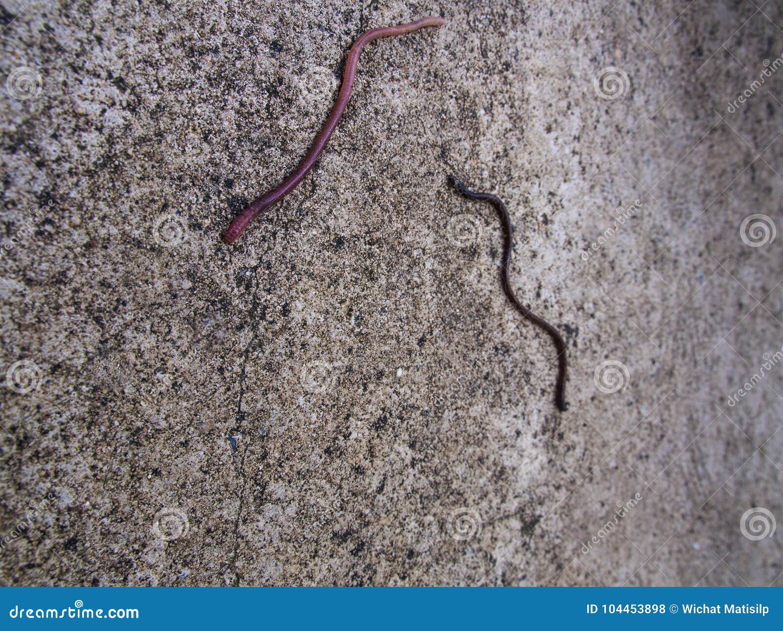 The Earthworm Crawling stock photo. Image of organism - 104453898