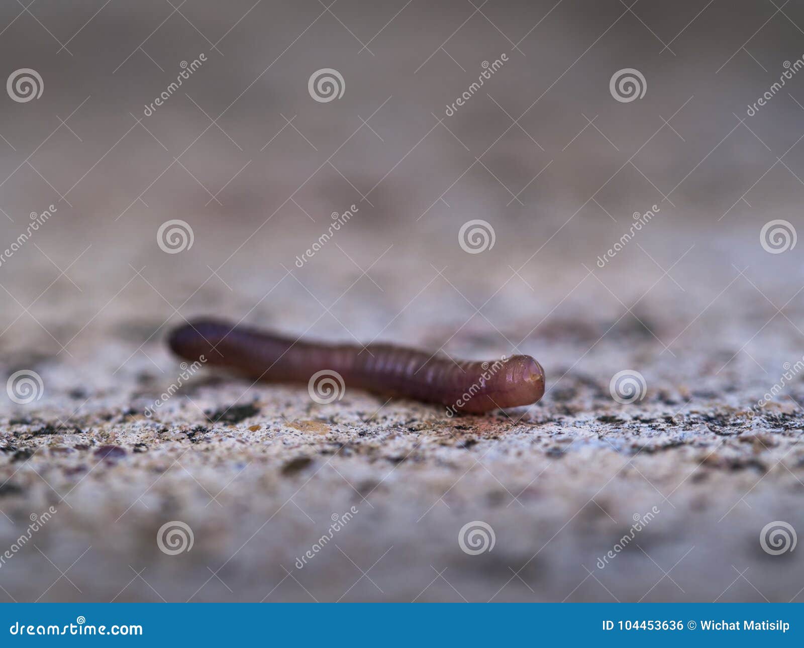 The Earthworm Crawling stock photo. Image of earthworm - 104453636