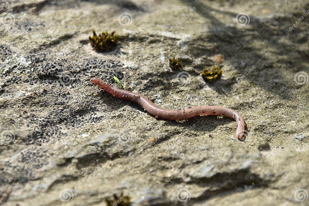 Earthworm Crawling on the Stone Stock Photo - Image of wildlife ...