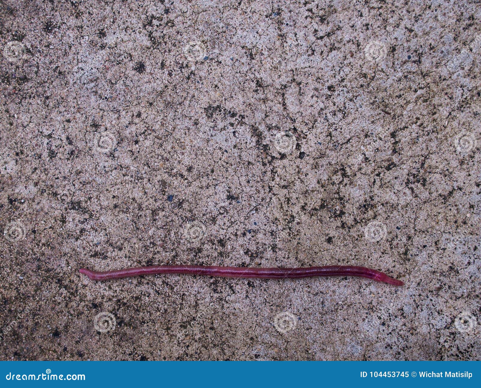 Earthworm Crawling in a Straight Line Stock Image - Image of group ...