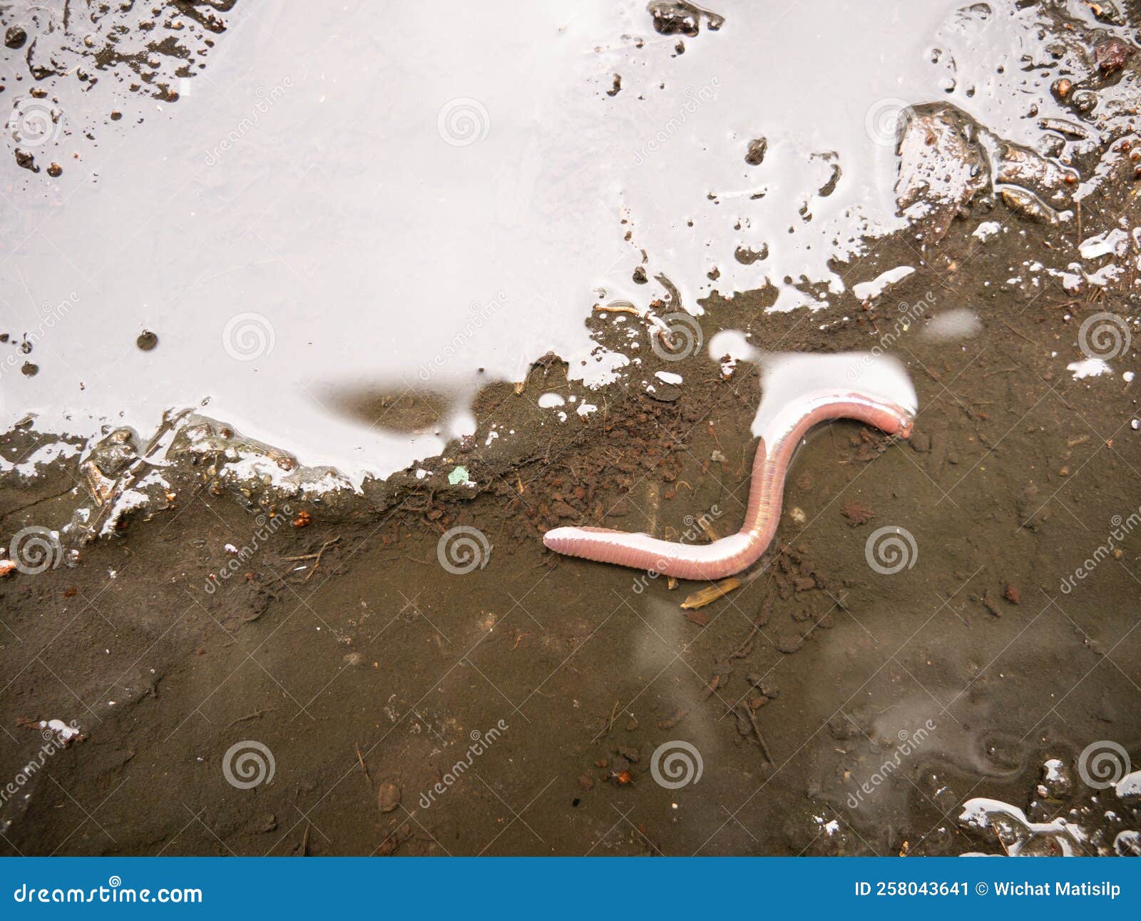 Earthworm Crawls on the Flooded Area Stock Image - Image of crawl, rain ...
