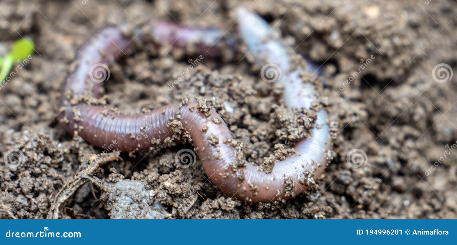 Earthworm In Garden Compost Soil Macro, Segments Texture Stock Photo ...