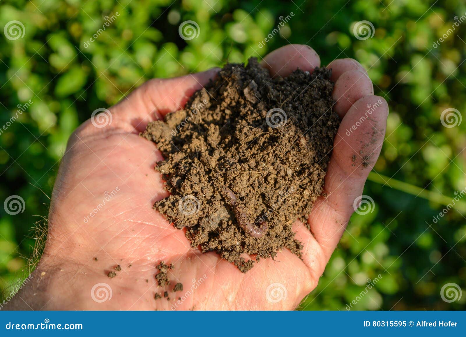 Earthworm and Earth in Hand Stock Image - Image of oligochaete, kingdom ...
