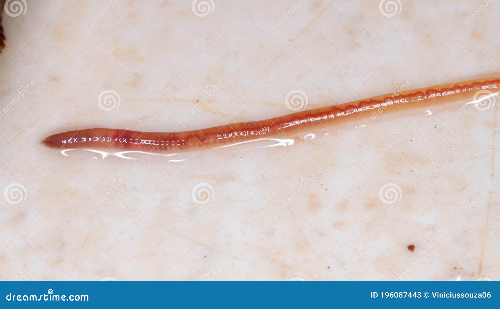 Earthworm stock image. Image of group, fertilizer, animal - 196087443