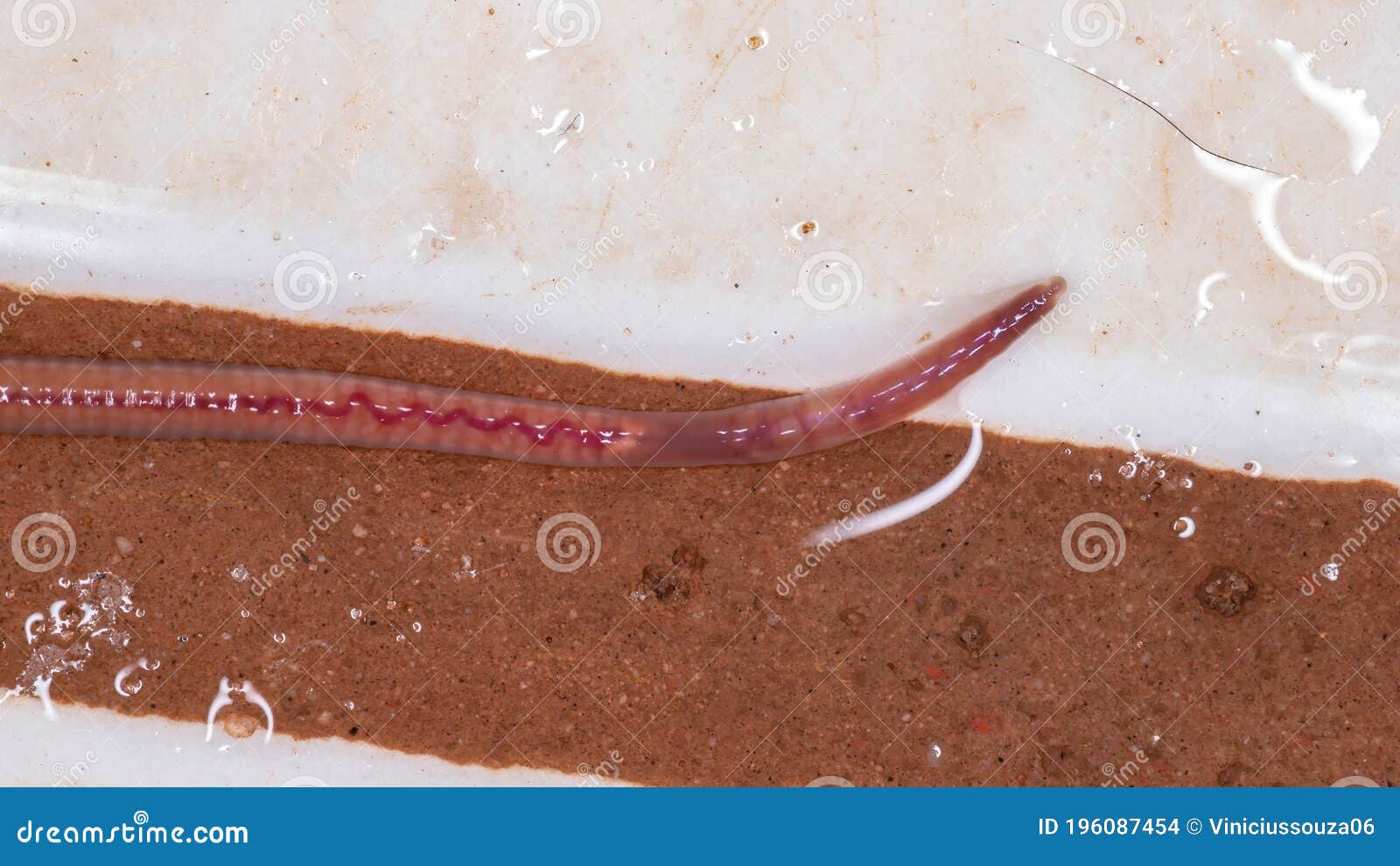Earthworm stock photo. Image of bait, background, humus - 196087454