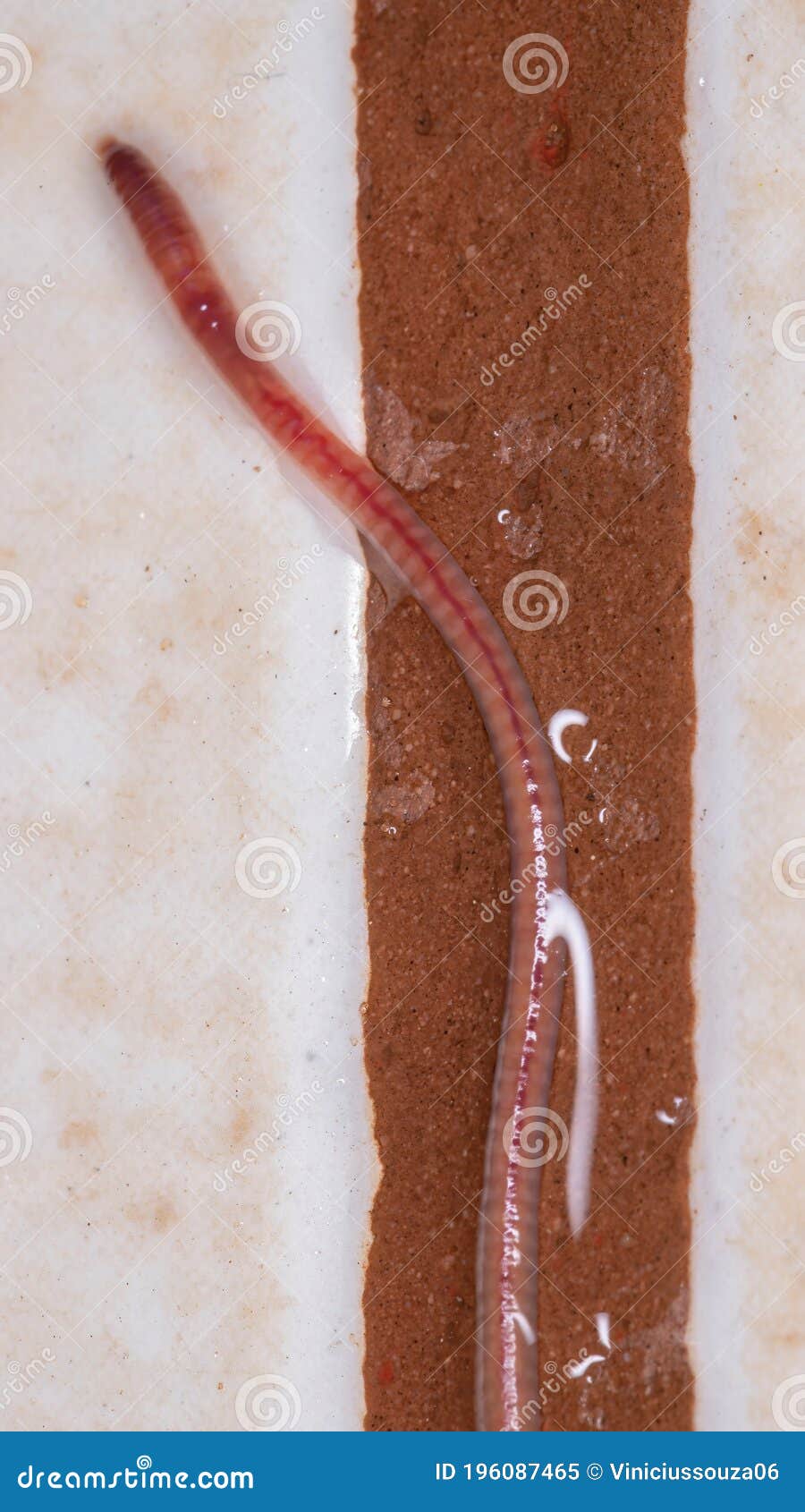 Earthworm stock image. Image of isolated, earthworm - 196087465