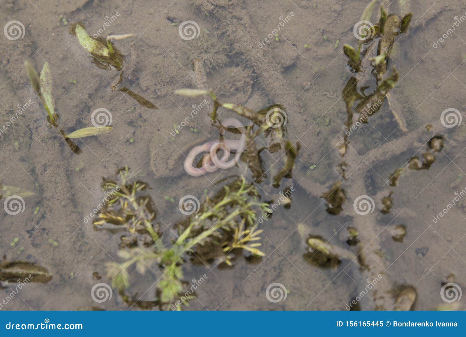 Earthworm for Fishing in the Puddle Stock Image - Image of ground ...