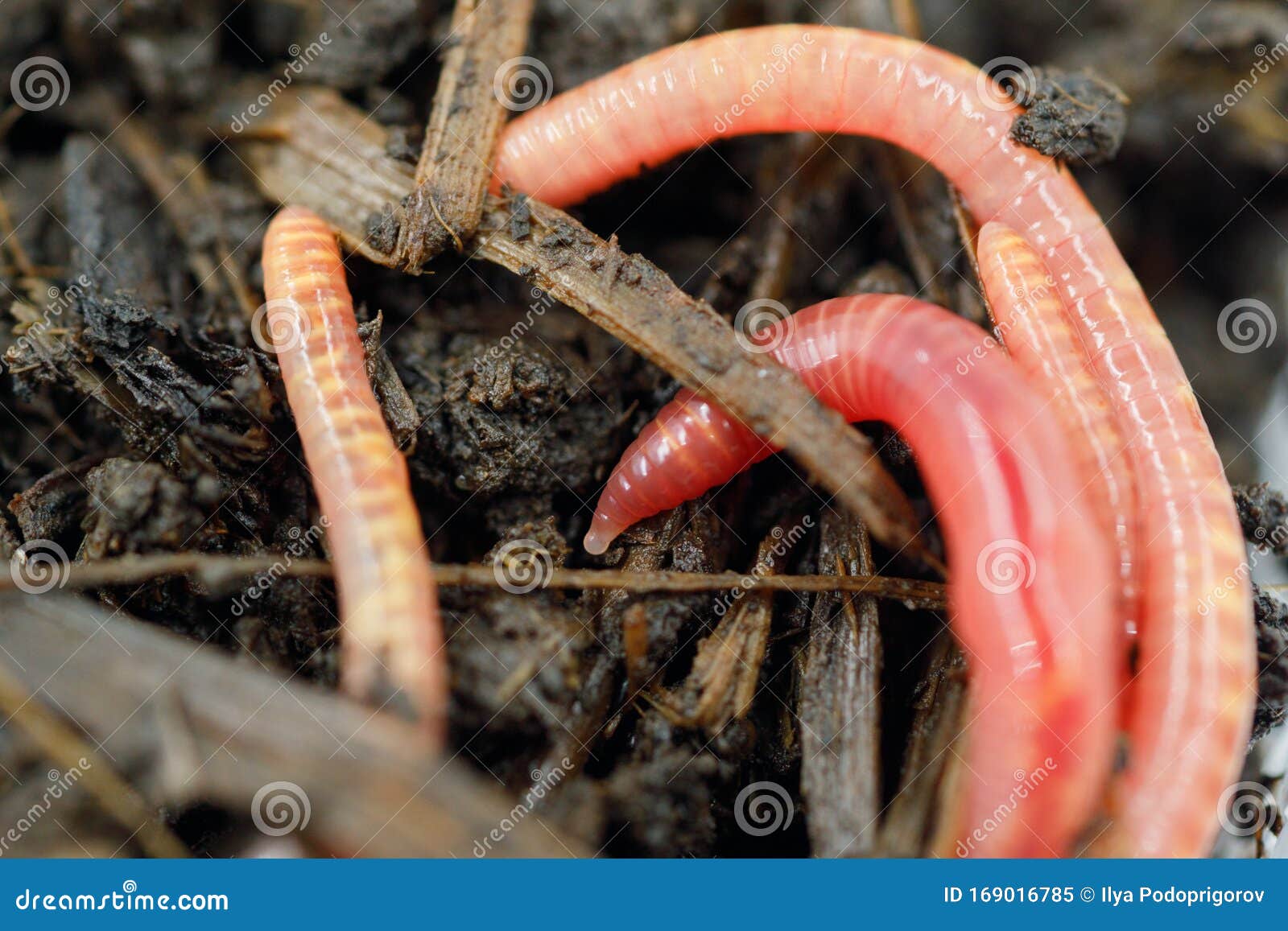 Earthworm in the Ground Close-up Stock Image - Image of ground, close ...