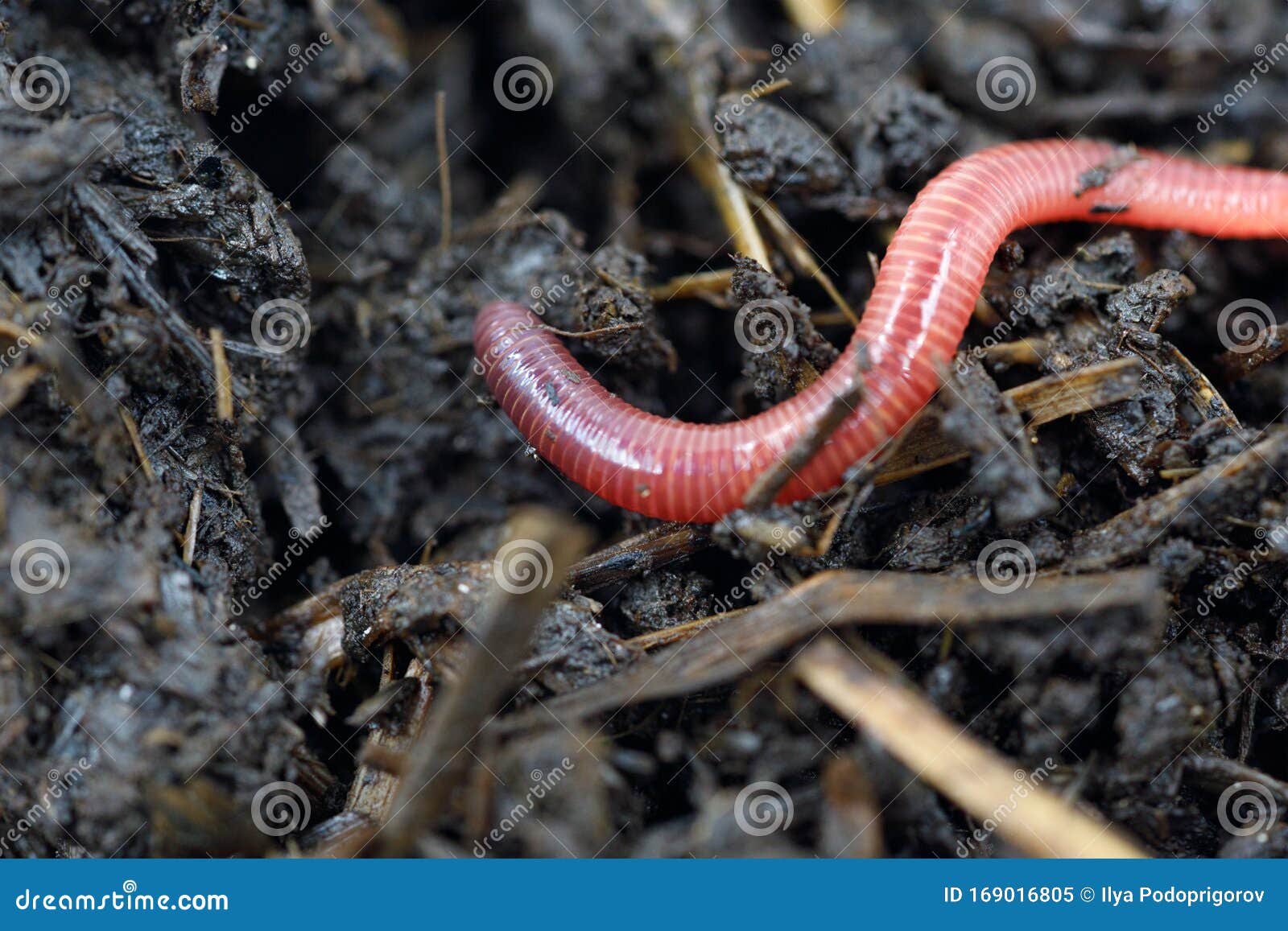 Earthworm in the Ground Close-up Stock Image - Image of wildlife ...