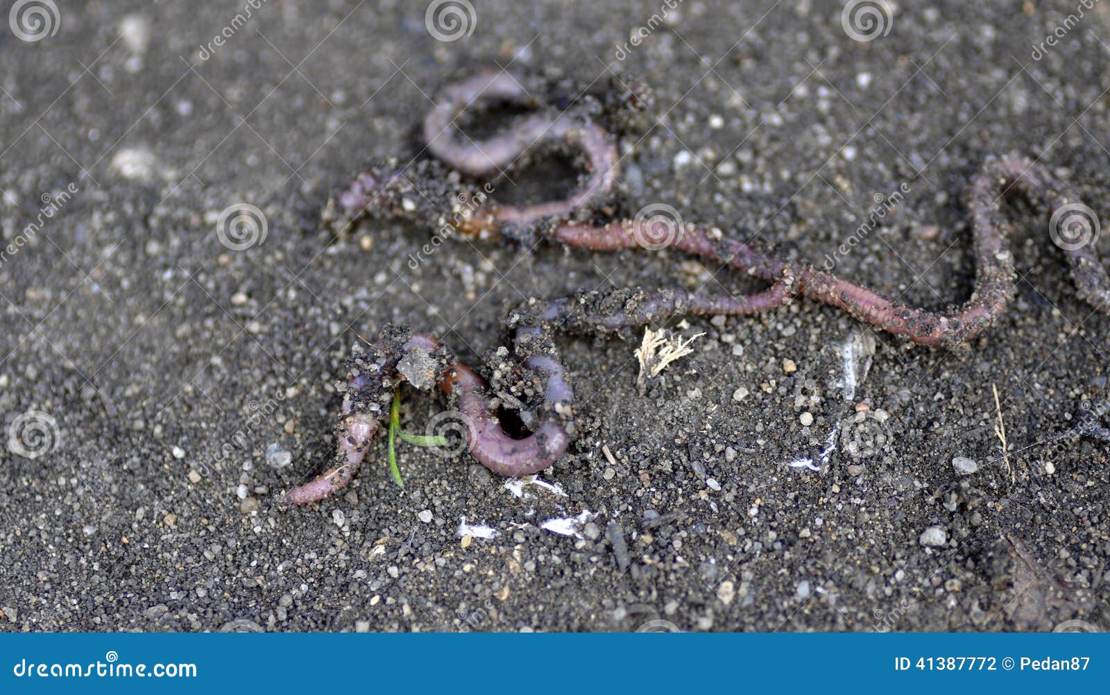 Earthworm on the ground stock photo. Image of biodegradation - 41387772