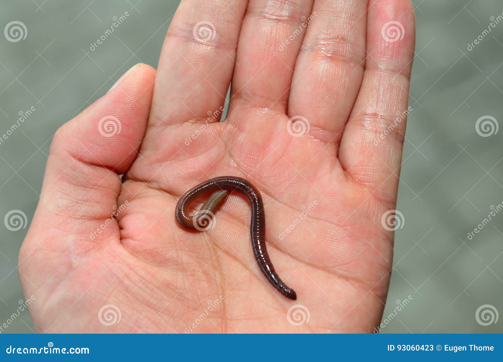 Earthworm on hand stock image. Image of handy, disgust - 93060423