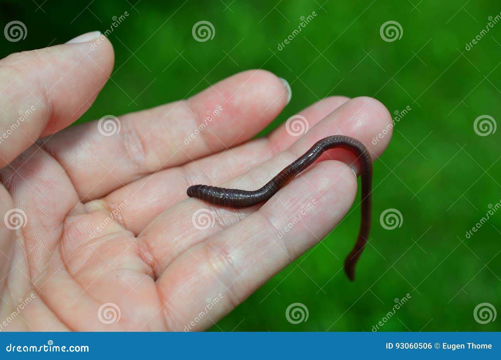 Earthworm on hand stock photo. Image of palm, fishing - 93060506