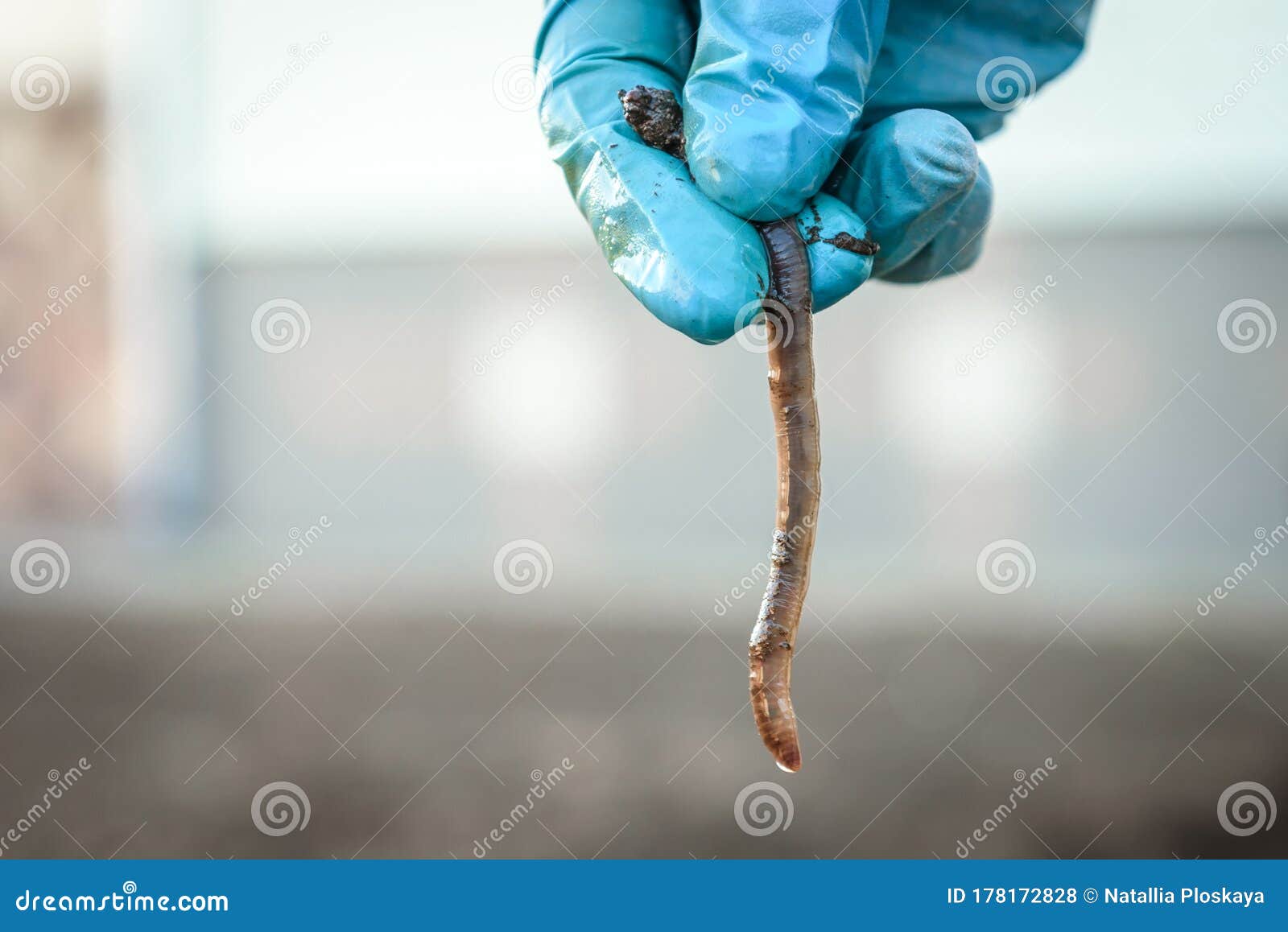 An Earthworm In Hands Of Man. Earthworm And Healthier Soil Royalty-Free ...