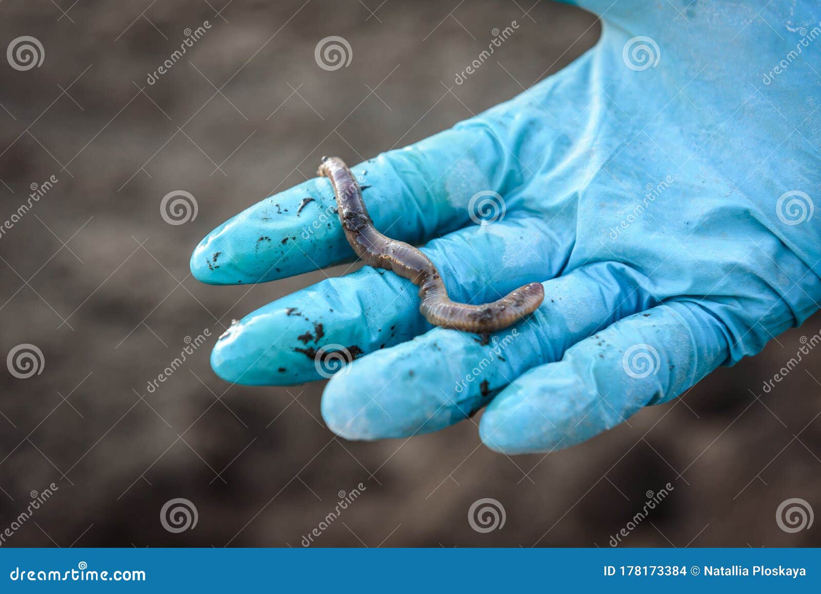 An Earthworm In Hands Of Man. Earthworm And Healthier Soil Royalty-Free ...