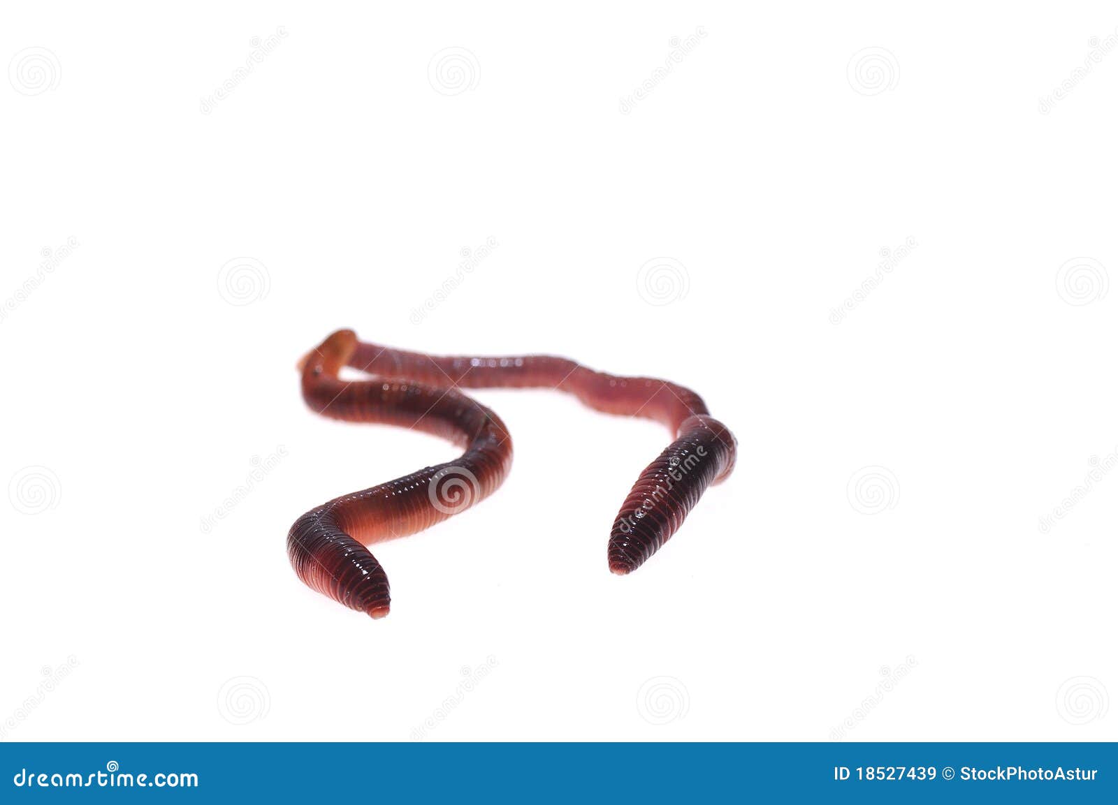 Earthworm Isolated, Lumbricidae. Stock Image - Image of invertebrates ...