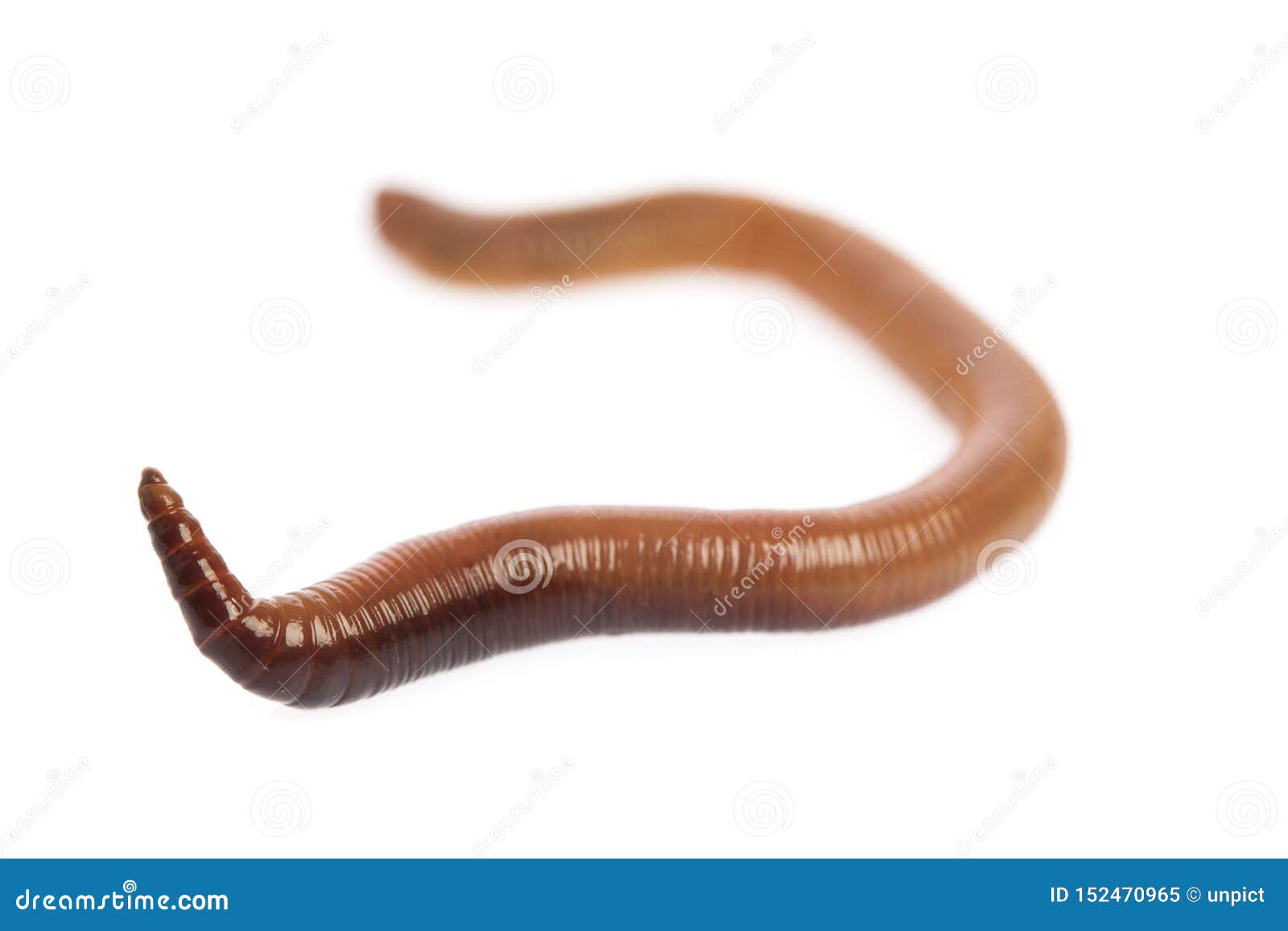 An Earthworm Isolated On White Background Stock Image - Image of garden ...