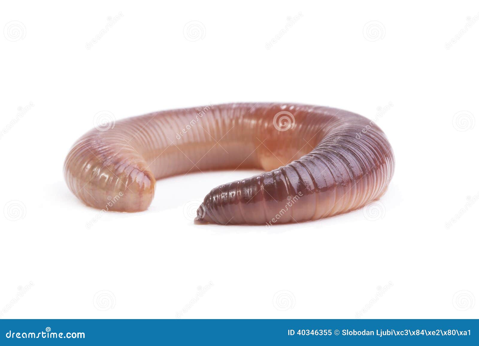 Single Earthworm Stock Photo | CartoonDealer.com #100728672