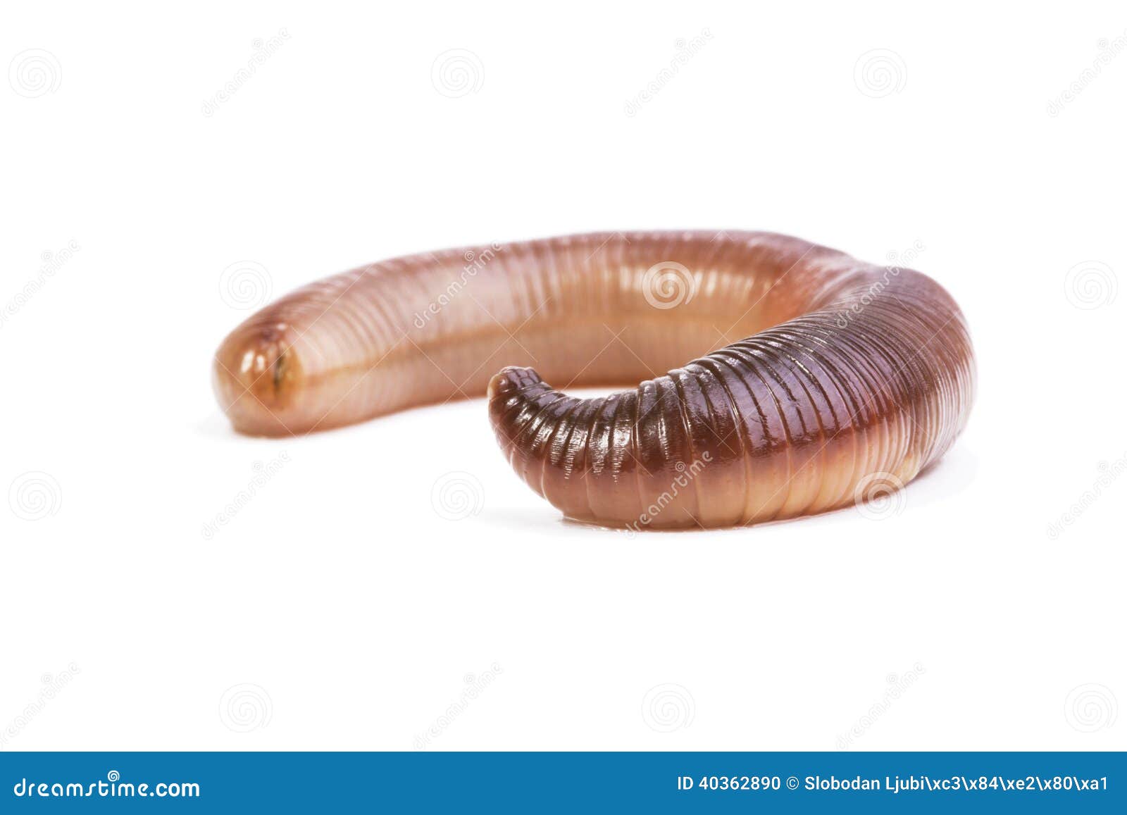 Earthworm stock photo. Image of earth, isolated, fishing - 40362890