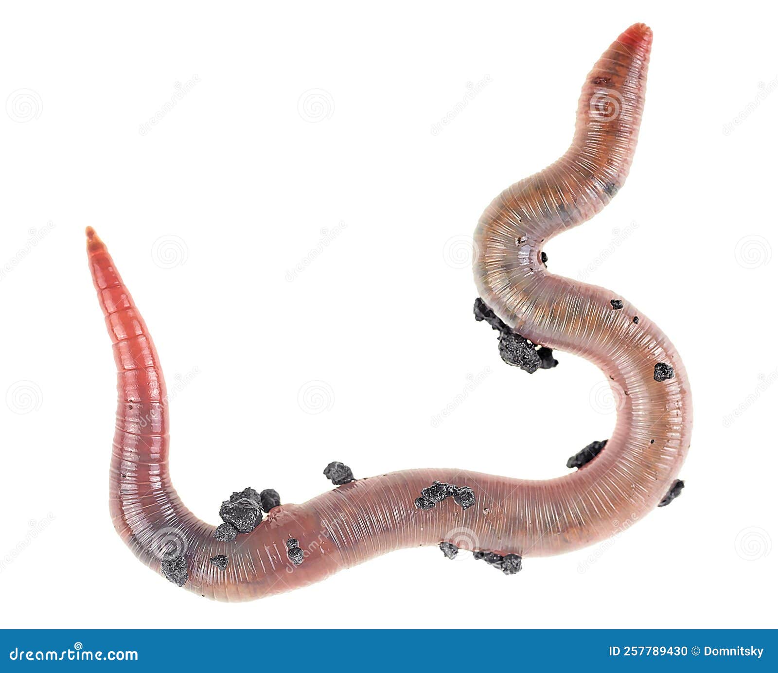 Earthworm Isolated on White Background, Top View Stock Photo - Image of ...