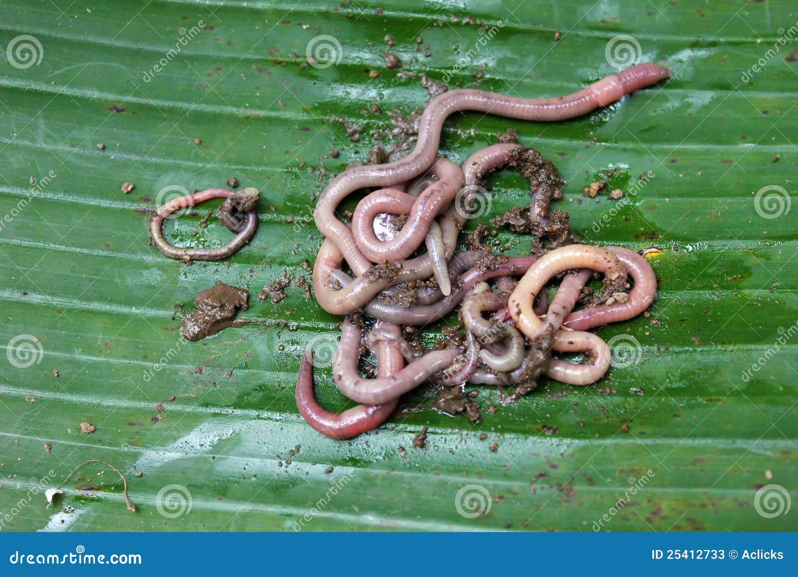 Earthworm in leaf stock image. Image of creep, closeup - 25412733