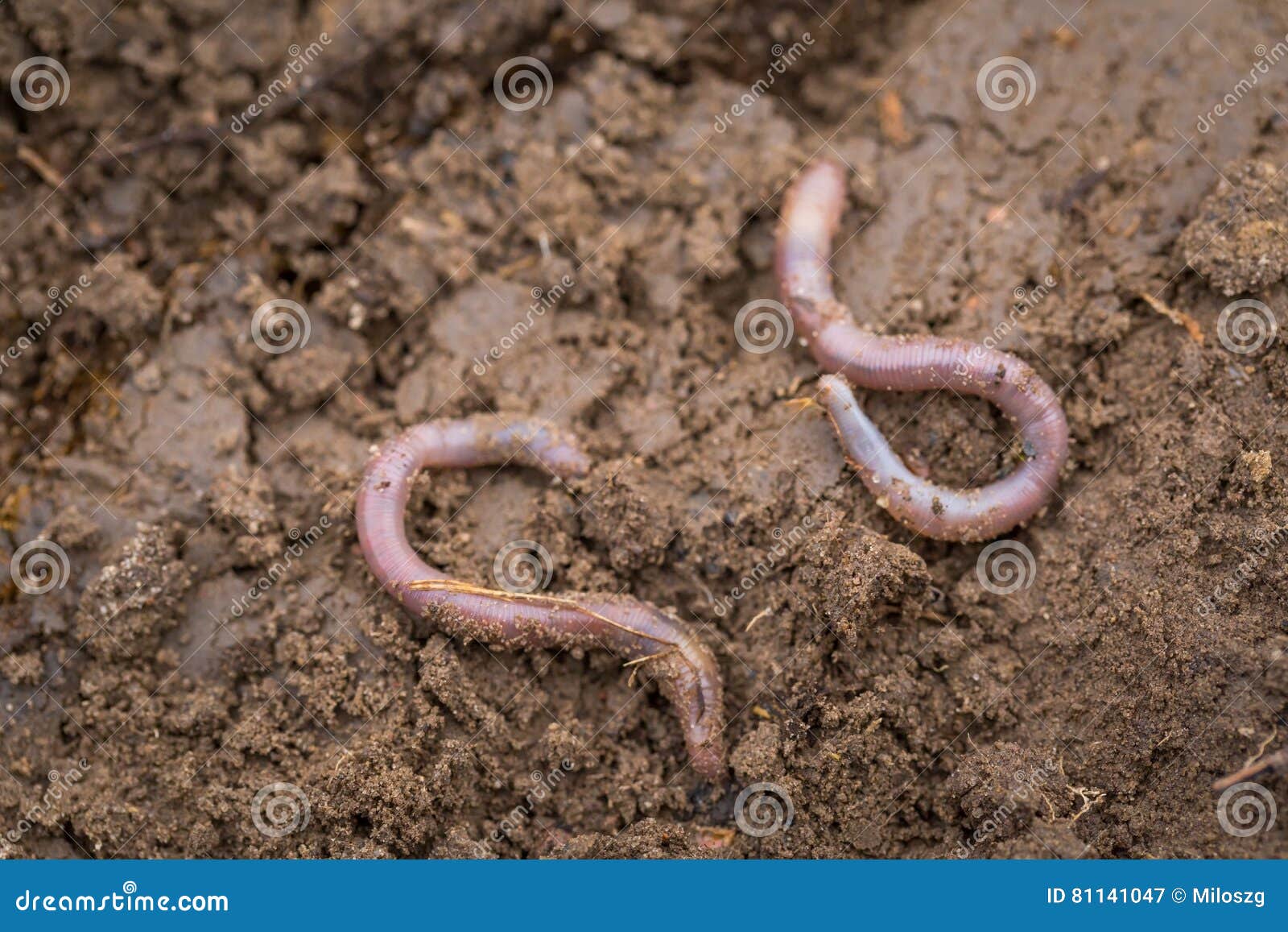 Earthworm lying on soil. stock image. Image of crawl - 81141047
