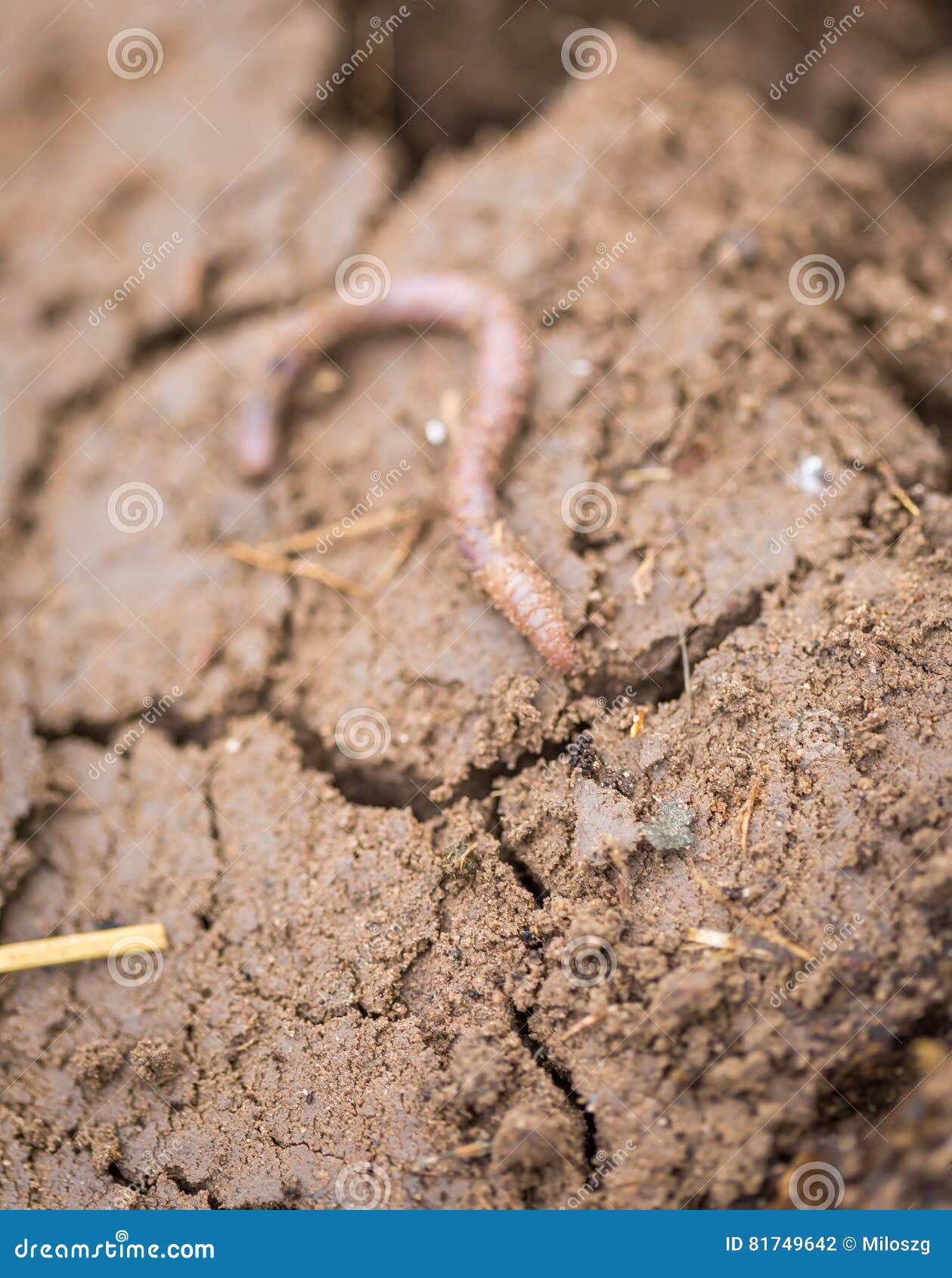Earthworm lying on soil. stock photo. Image of biology - 81749642