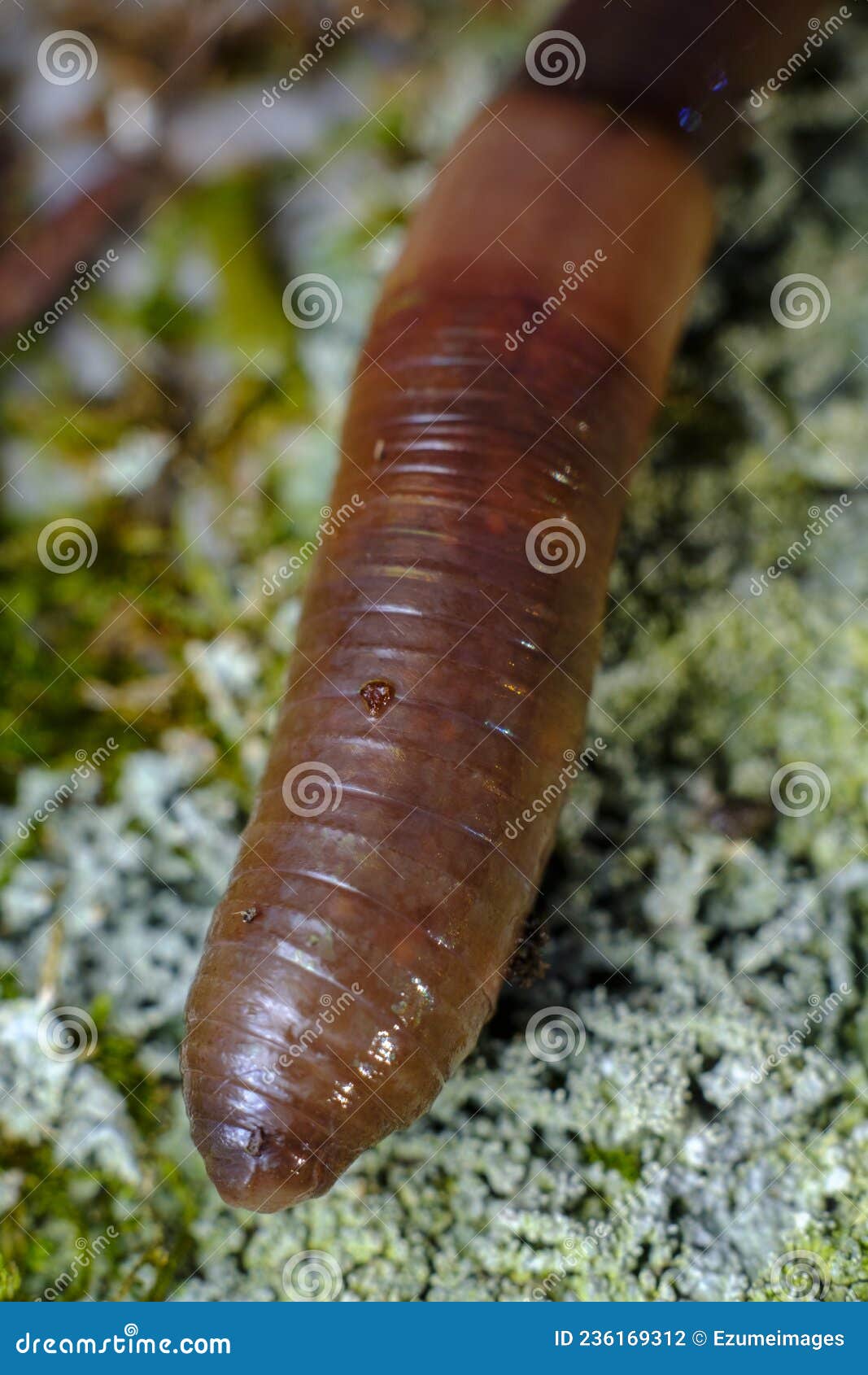 Earthworm Macro Closeup stock photo. Image of nature - 236169312