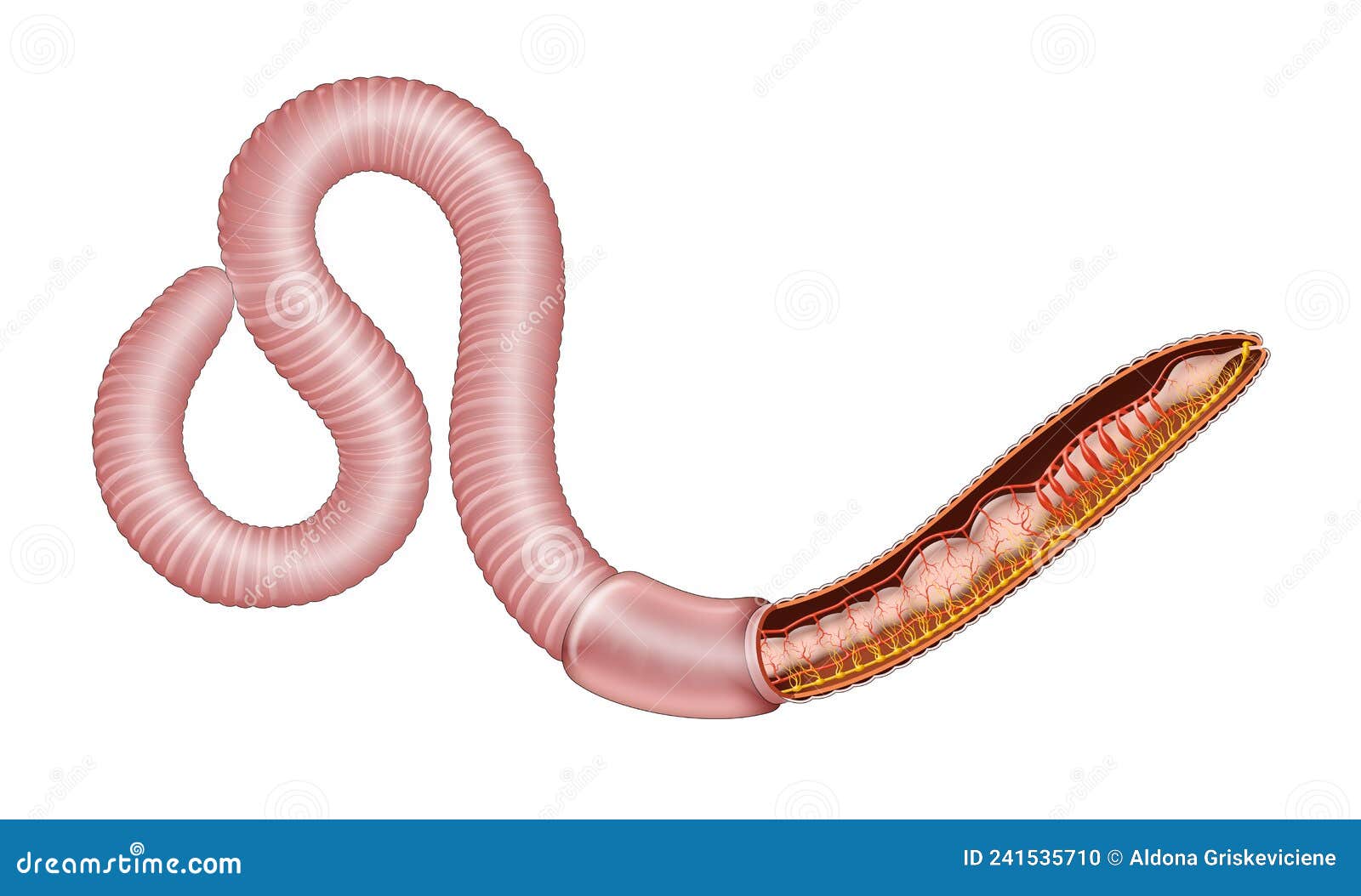 General earthworm anatomy stock illustration. Illustration of esophagus ...