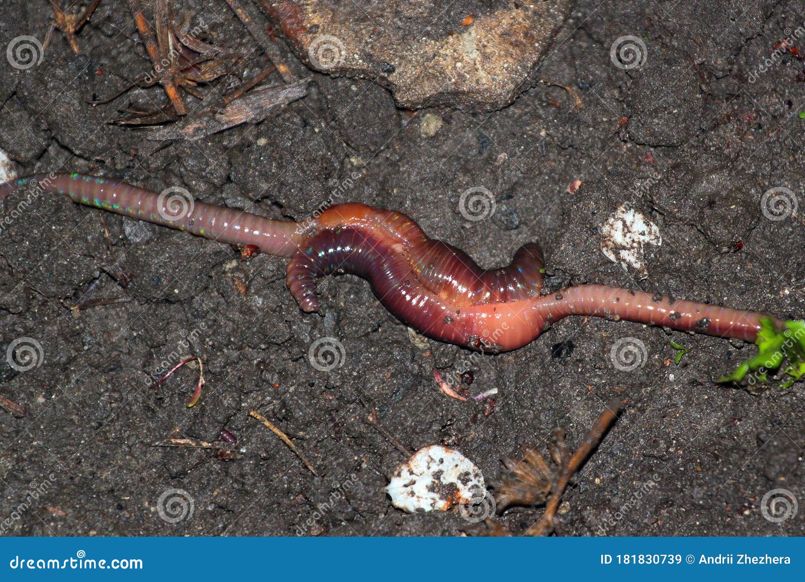 Earthworm In Garden Compost Soil Macro, Segments Texture Stock Photo ...
