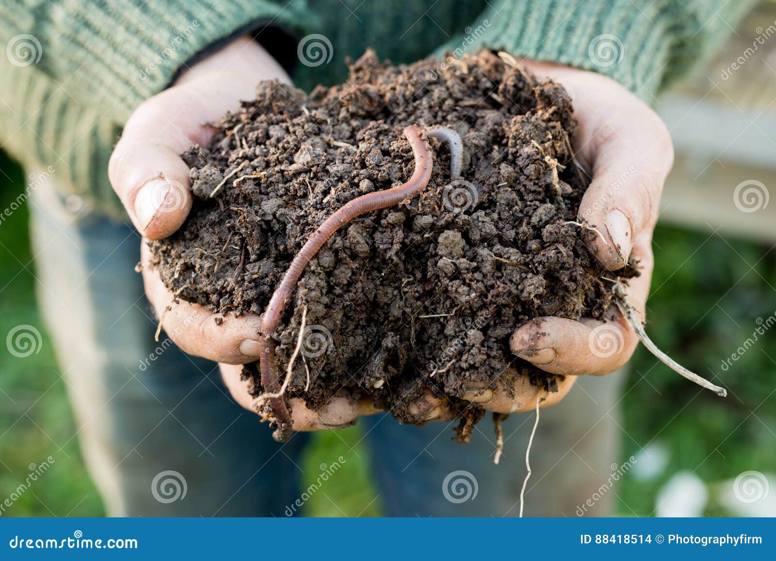 Earthworm on Mound of Dirt on Hands Stock Photo - Image of nature ...