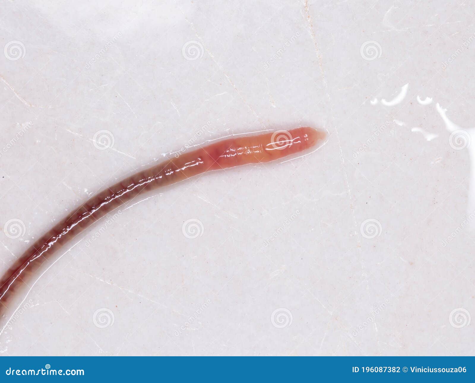 Order Haplotaxida Stock Photos - Free & Royalty-Free Stock Photos from ...