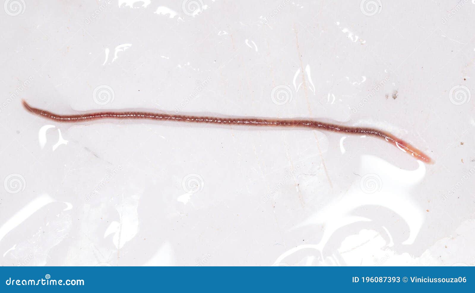 Earthworm stock image. Image of earthworms, environment - 196087393