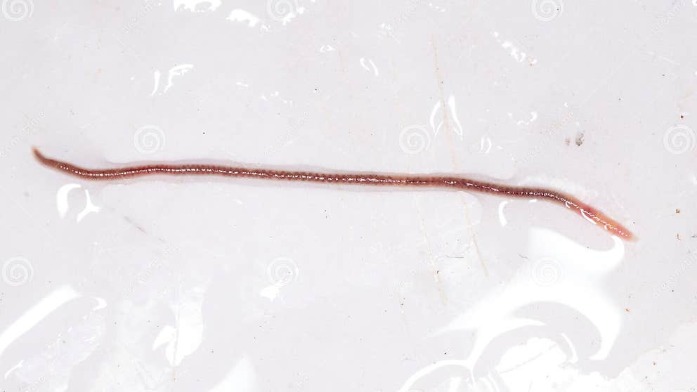 Earthworm stock image. Image of earthworms, environment - 196087393