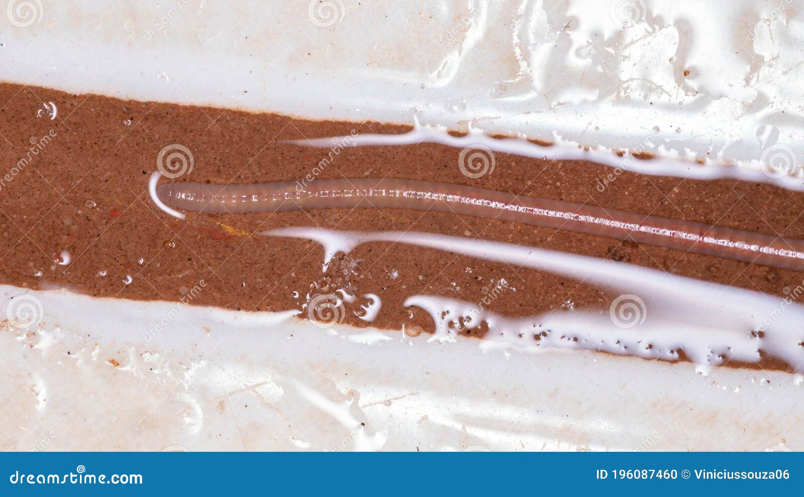 Earthworm stock photo. Image of garden, food, biology - 196087460