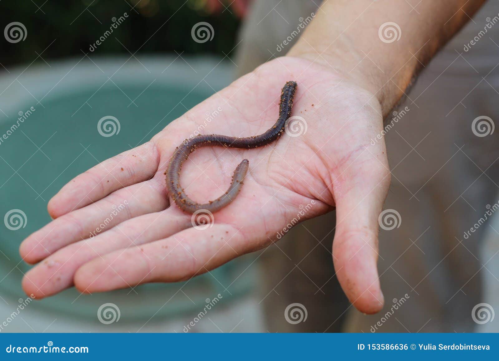 Earthworm in the Palm of a Man Stock Photo - Image of groundsman, hands ...