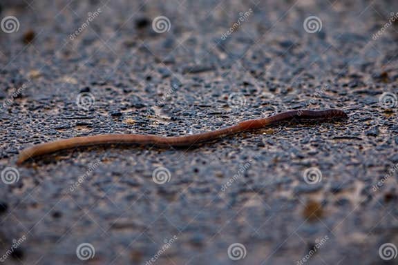 Earthworm after the rain stock image. Image of nature - 218790051