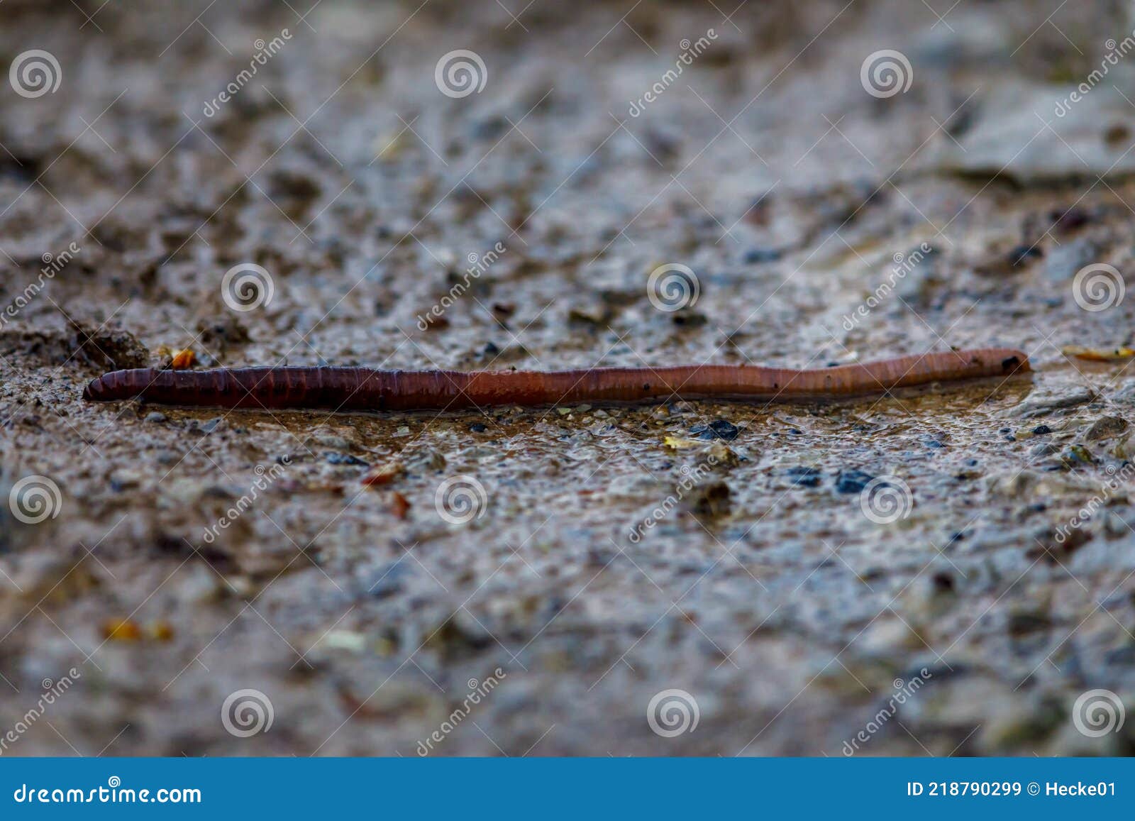Earthworm after the rain stock image. Image of black - 218790299