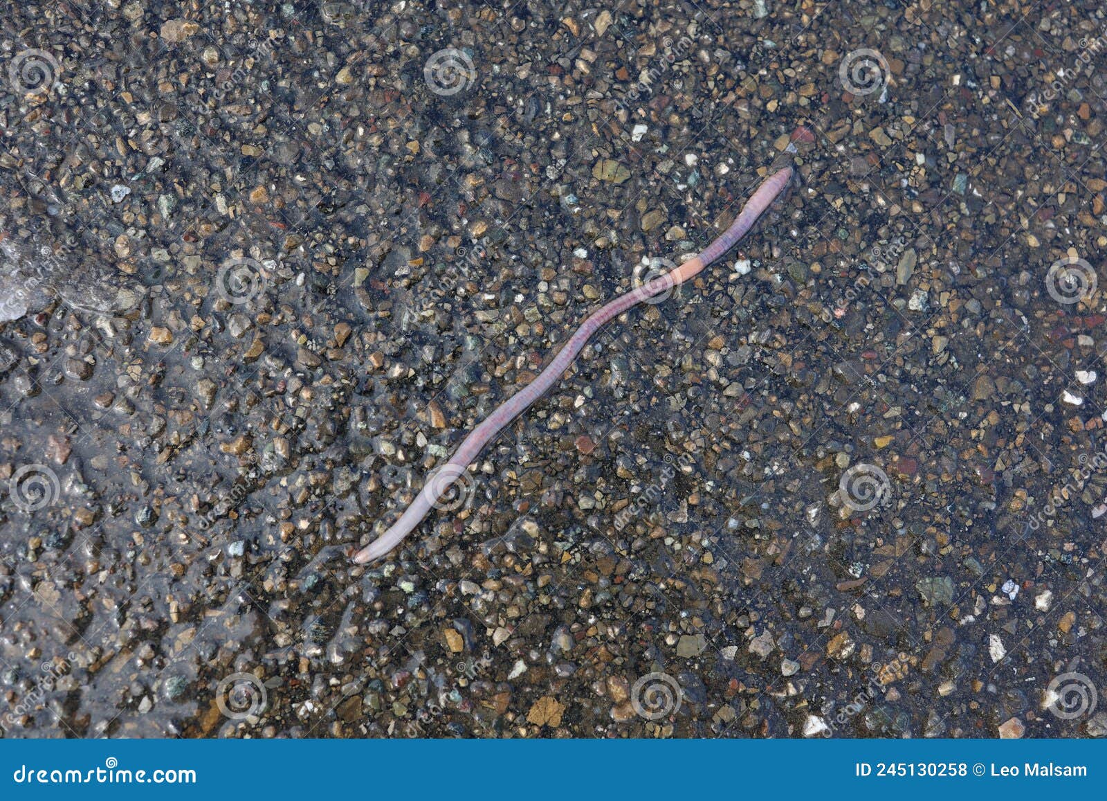 Earthworm after the Rain Crawled Out on the Asphalt Stock Photo - Image ...