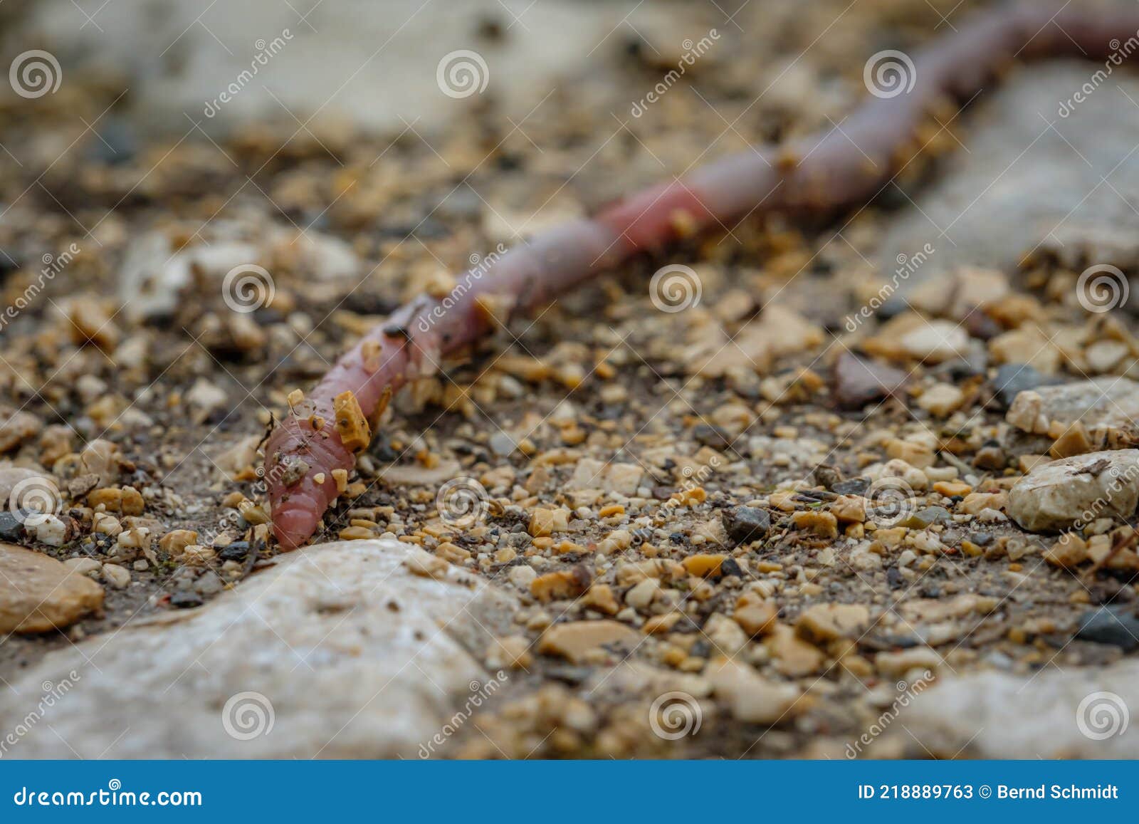 Earthworm on soil close-up stock image. Image of slimy - 218889763