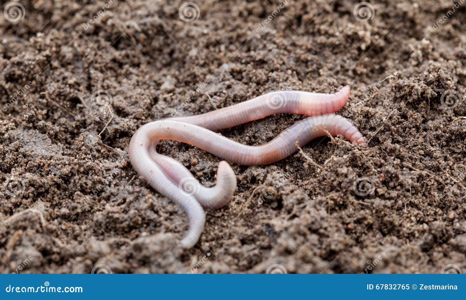 Earthworm in soil stock image. Image of ground, agricultural - 67832765