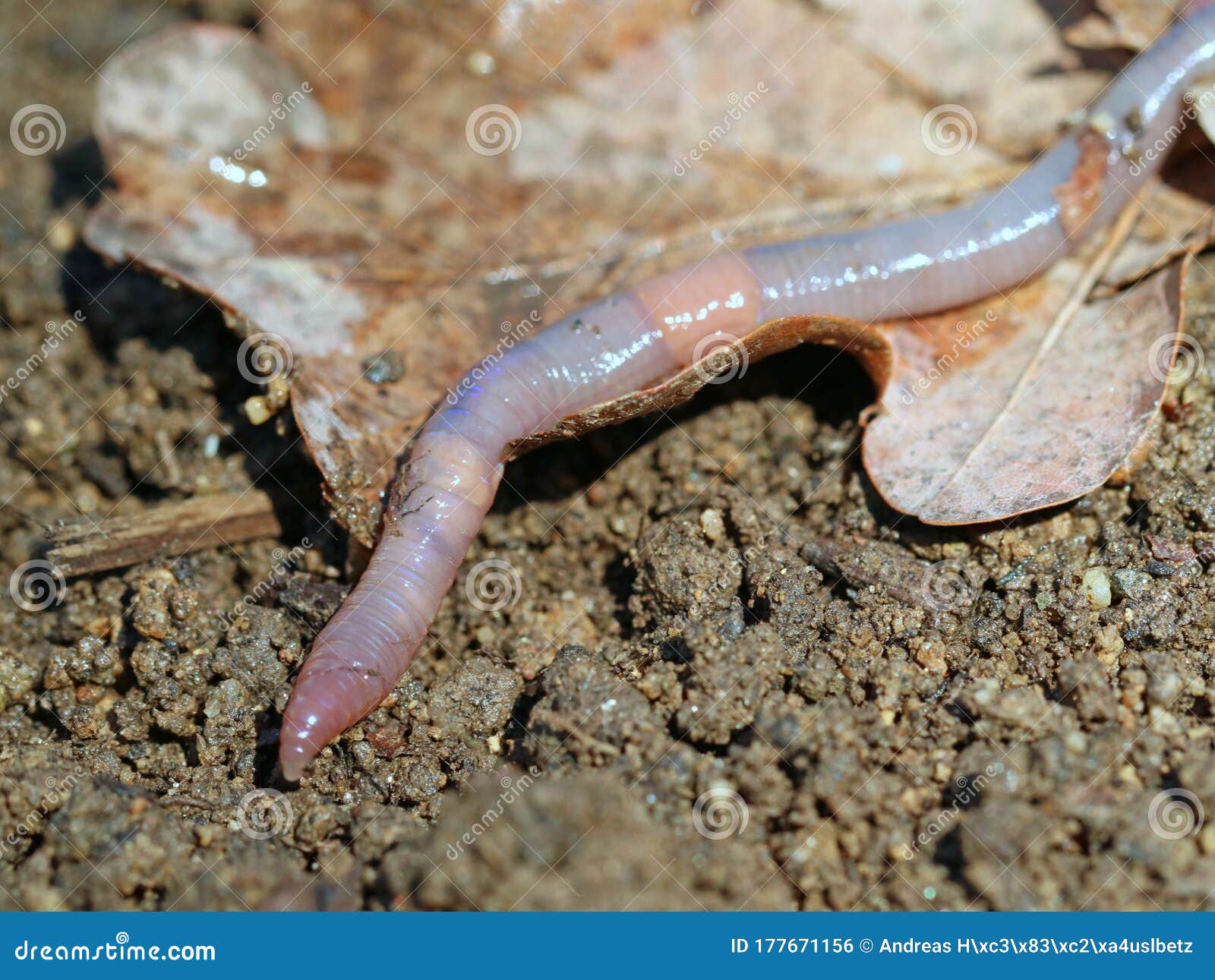 Earthworm on Soil with Dry Oak Leaf, Close Up, Macro Shot Background ...
