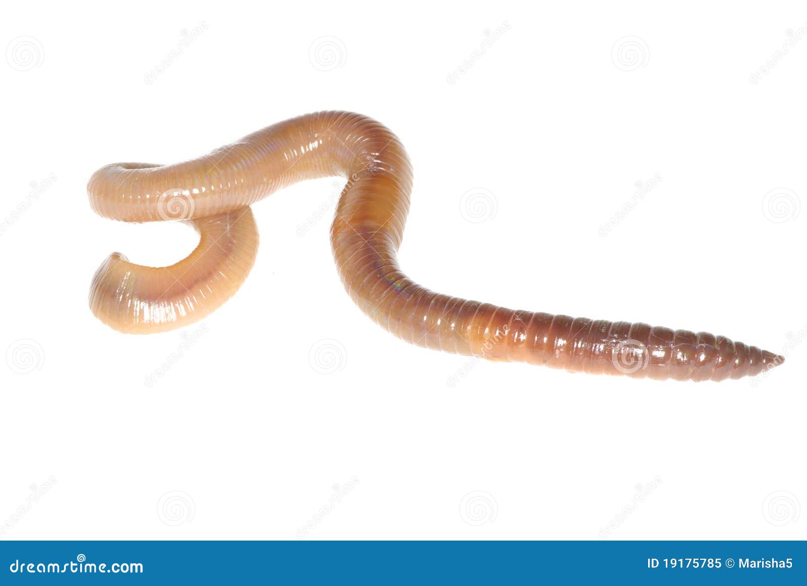 Earthworm on white stock image. Image of garden, bait - 19175785