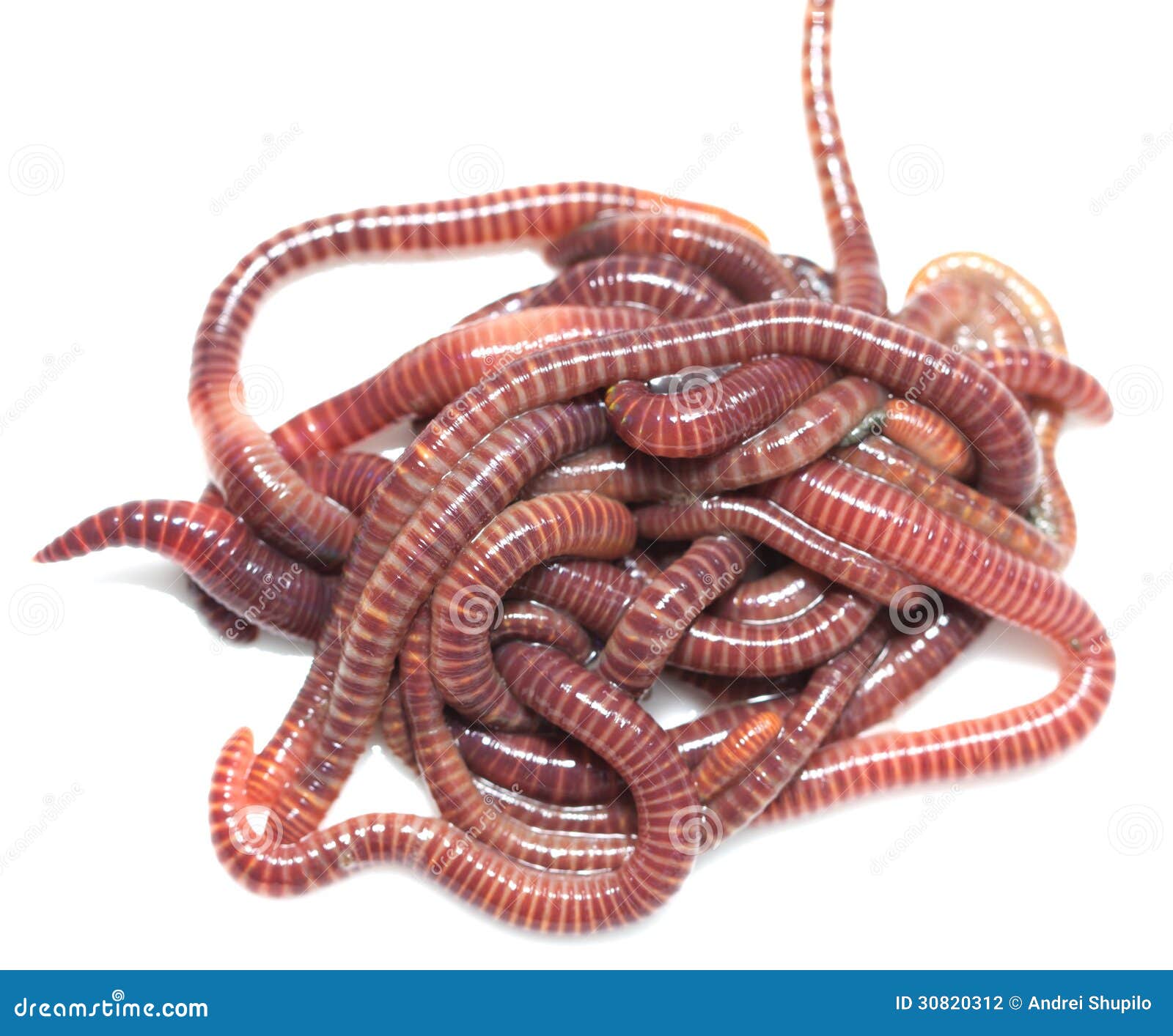 Earthworm stock photo. Image of studio, white, shot, closeup - 30820312