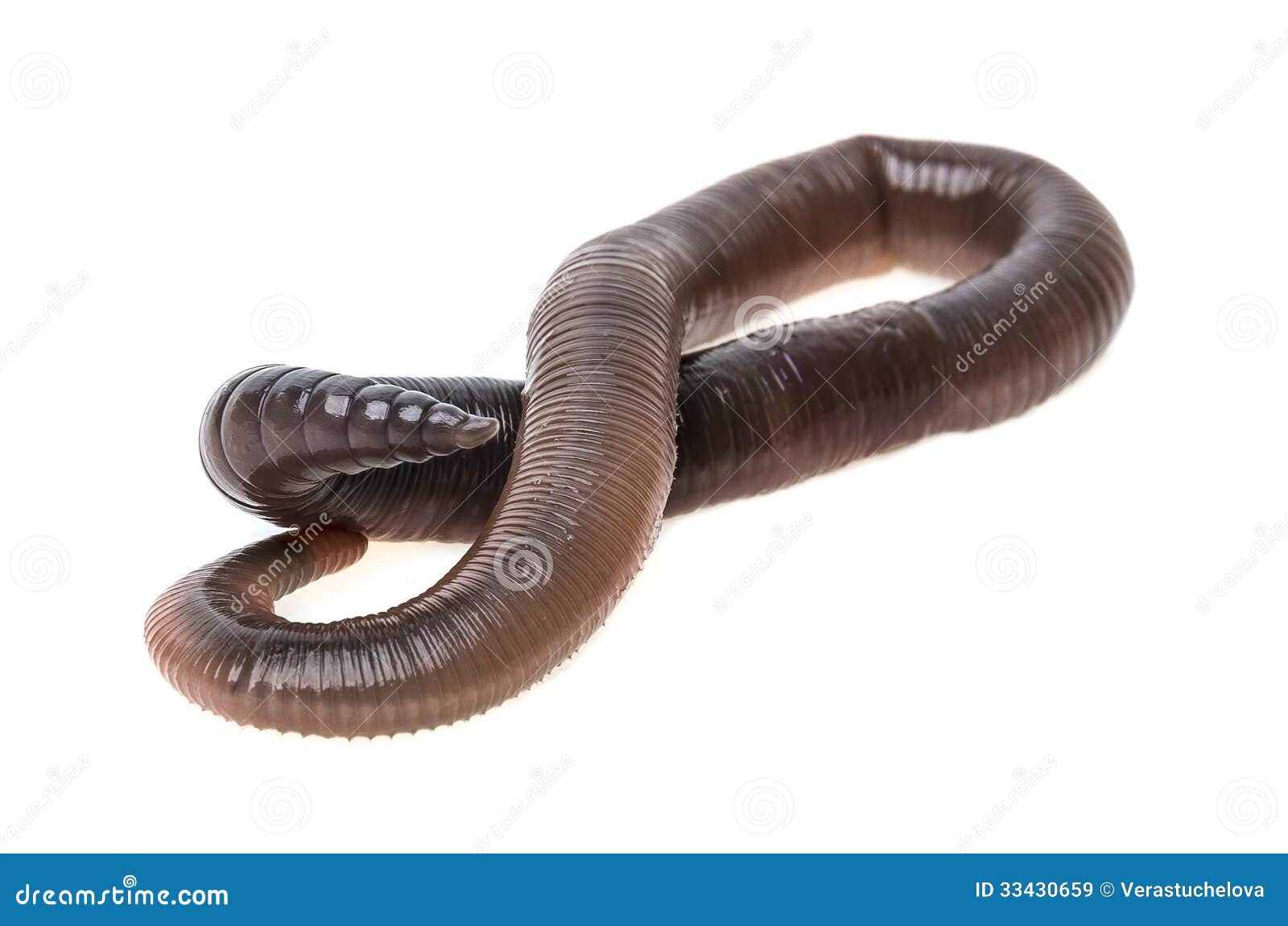 Earthworm stock image. Image of pink, isolated, background - 33430659