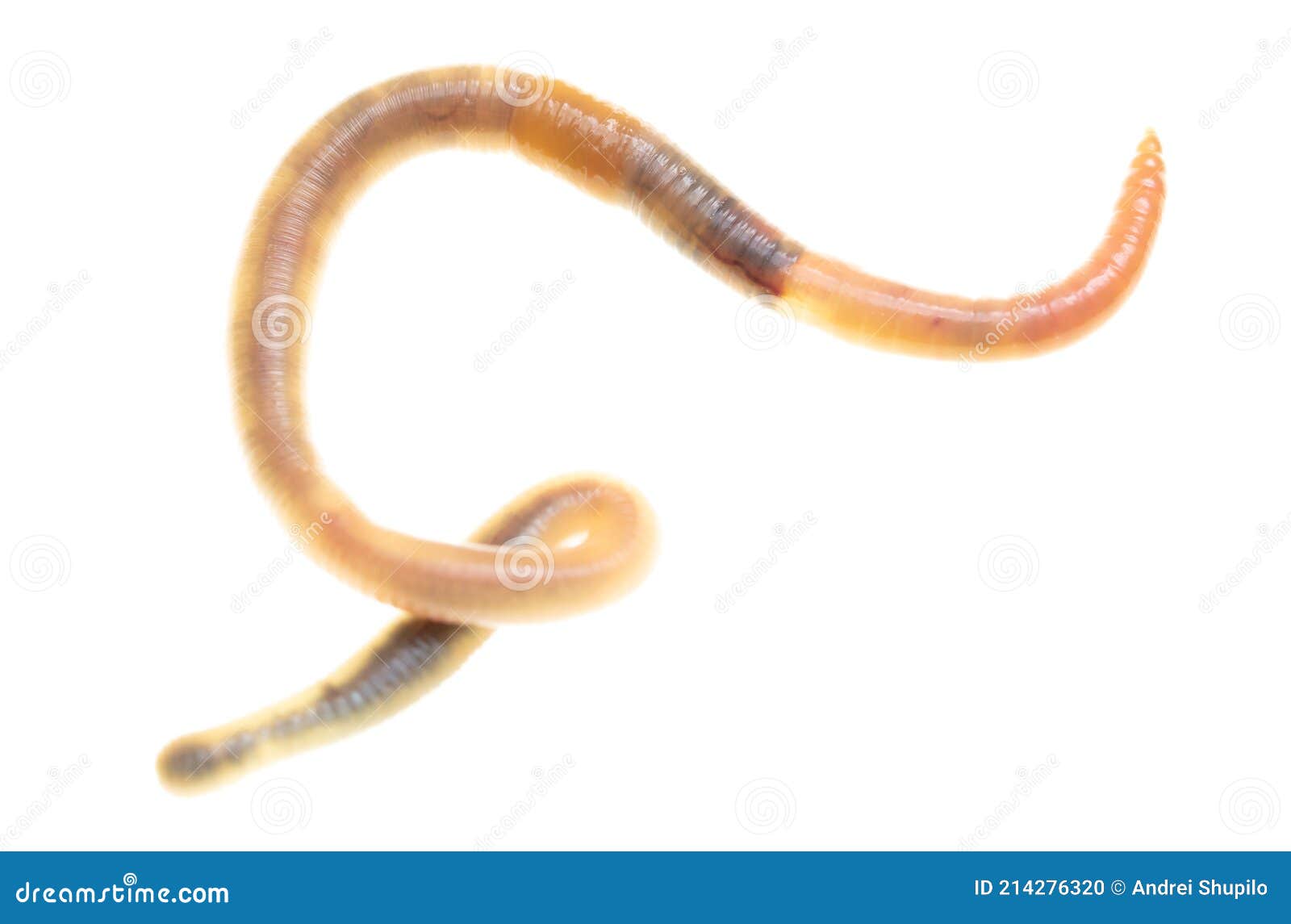 Earthworm on a White Background Stock Photo - Image of environment ...