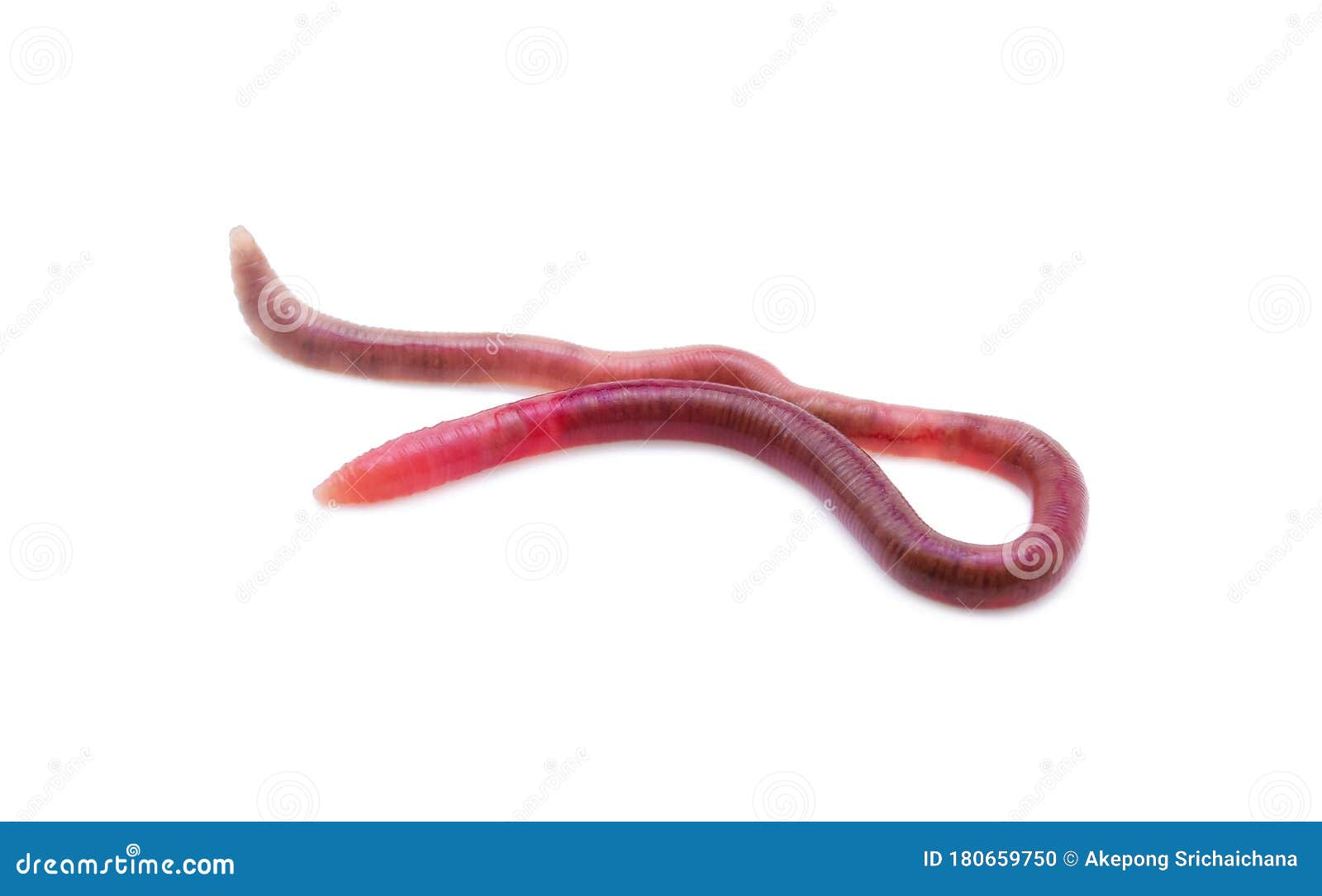 Earthworm on White Background Stock Photo - Image of earthworm, country ...