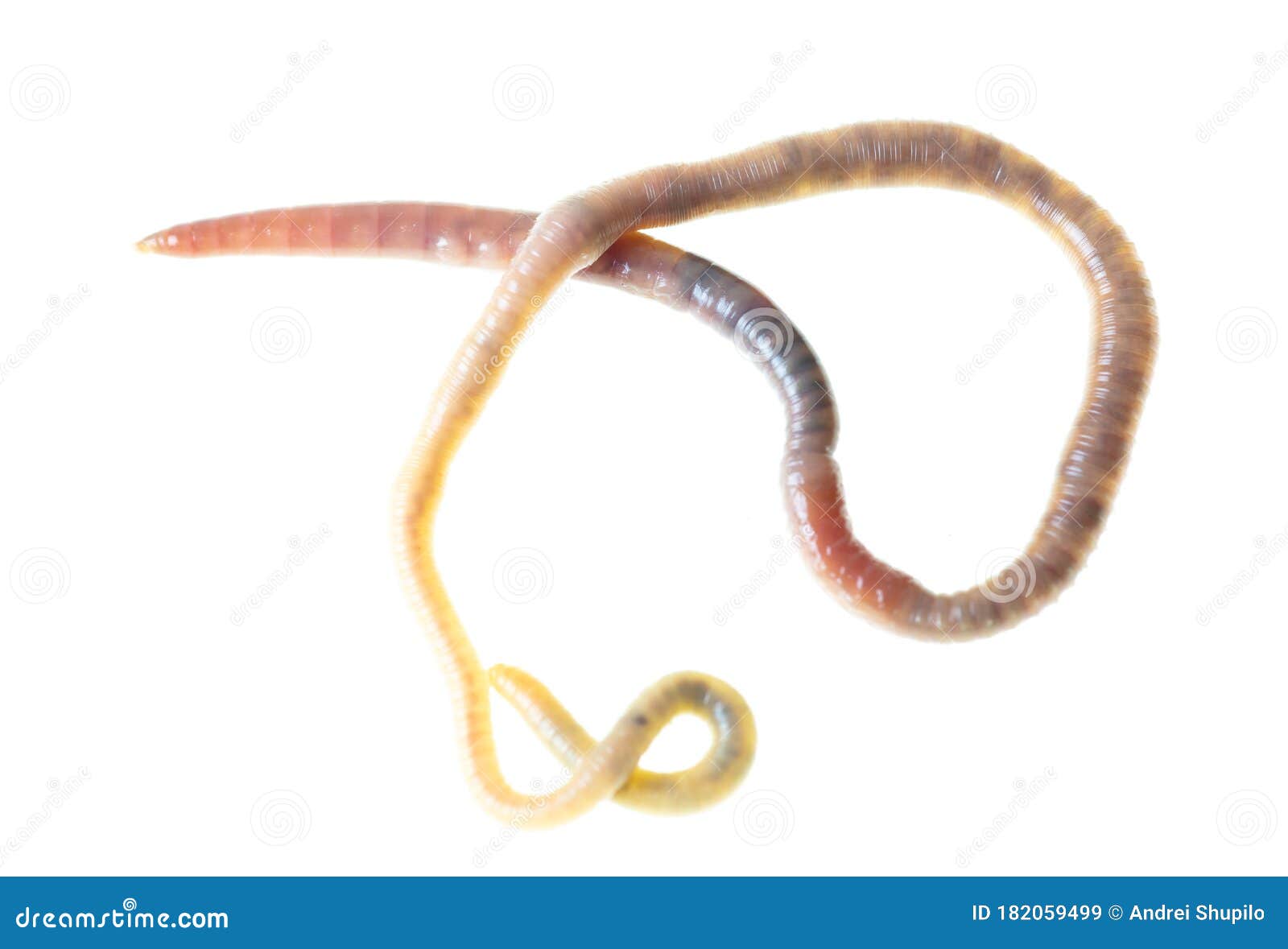 Earthworm on a White Background Stock Image - Image of isolated, earth ...